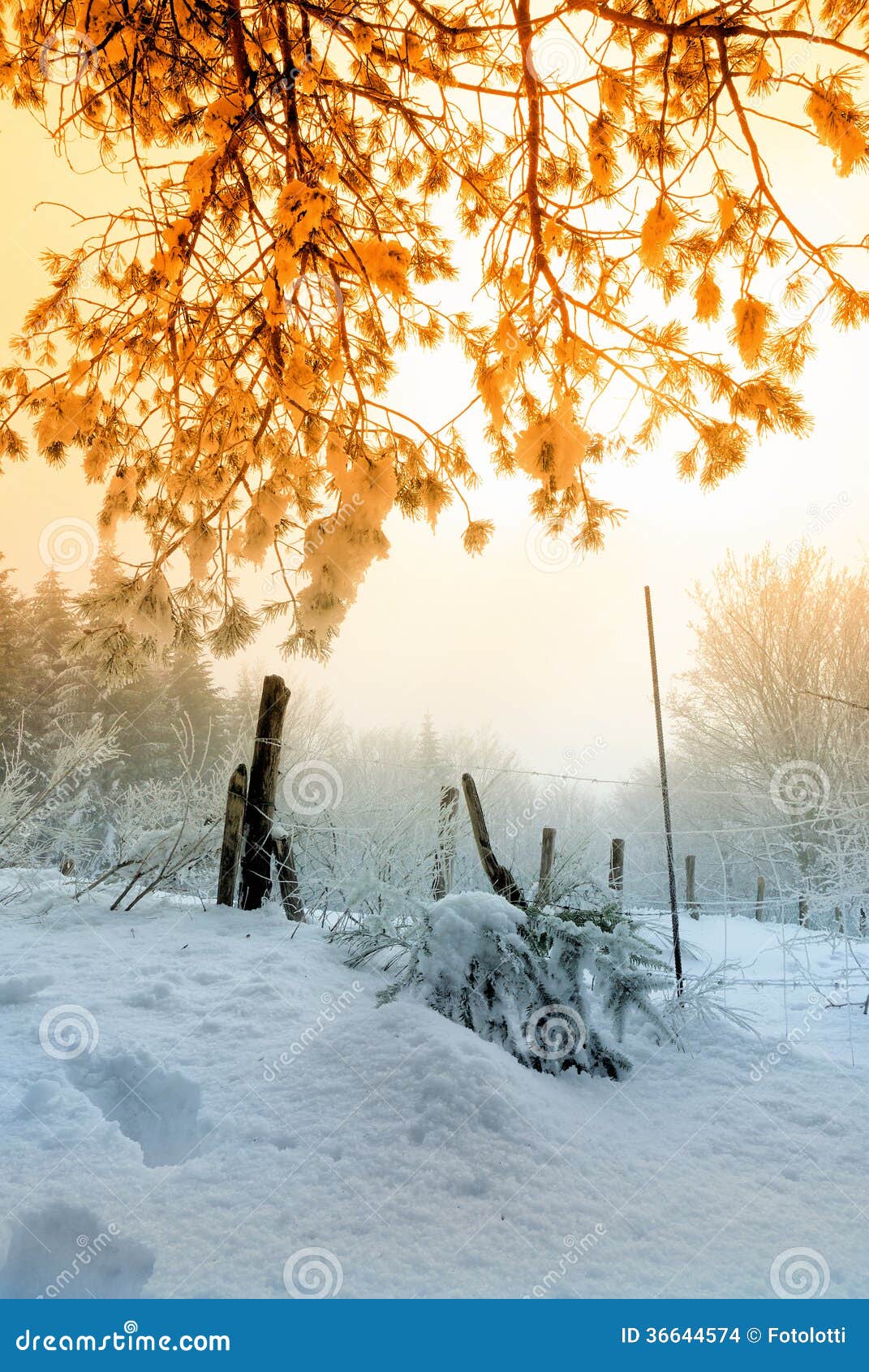 Snowy forest at sunset stock photo. Image of crisp, nature - 36644574