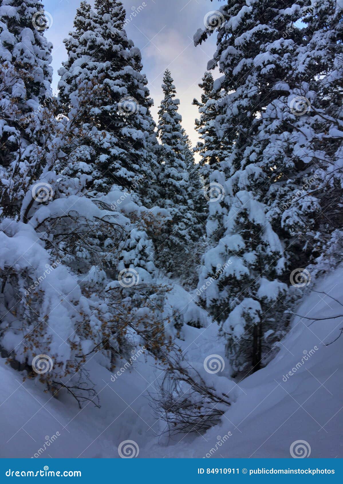 Snowy Forest Picture. Image: 84910911