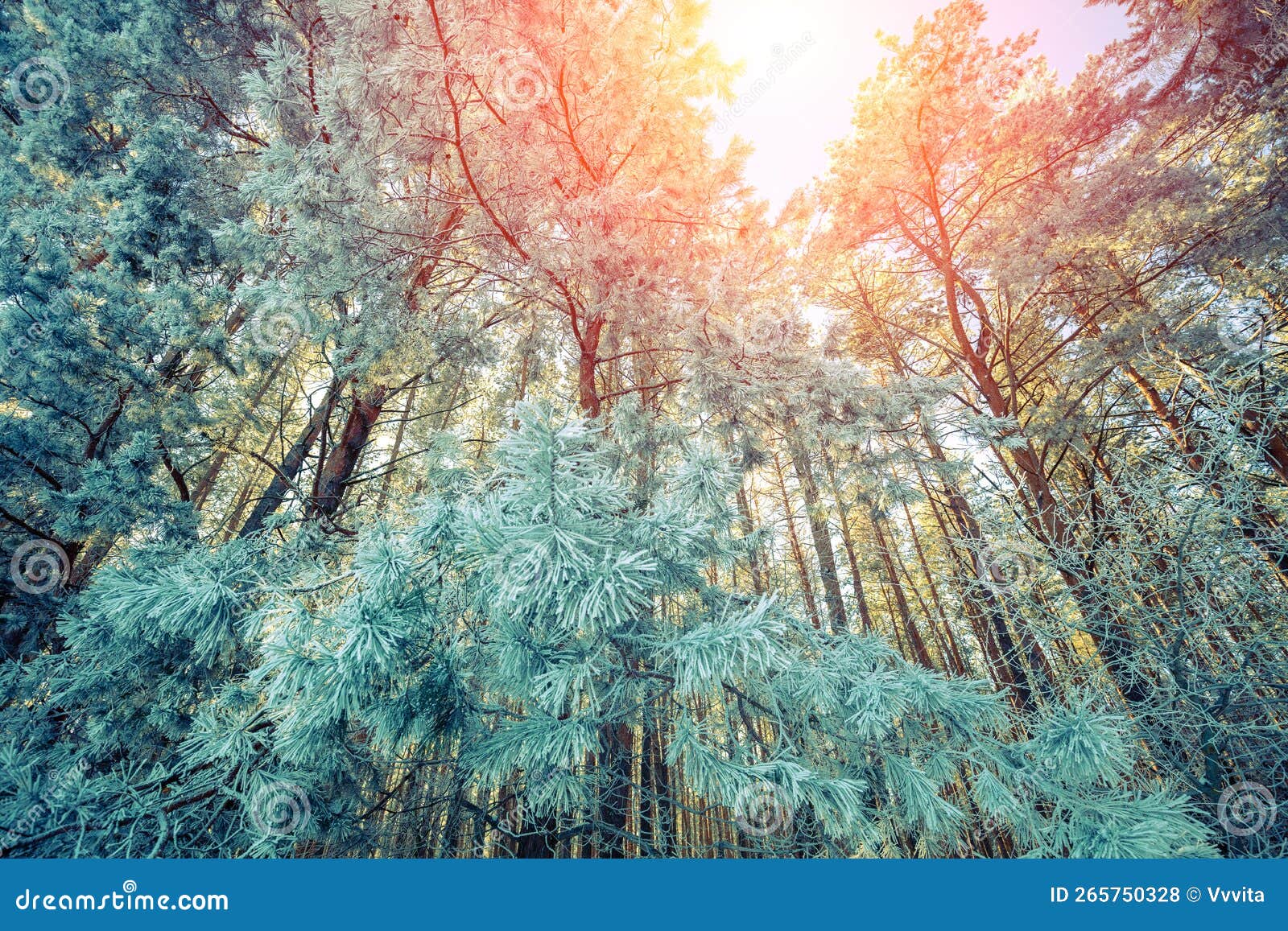 Snowy Forest in Winter. Bottom View Stock Photo - Image of gradient ...