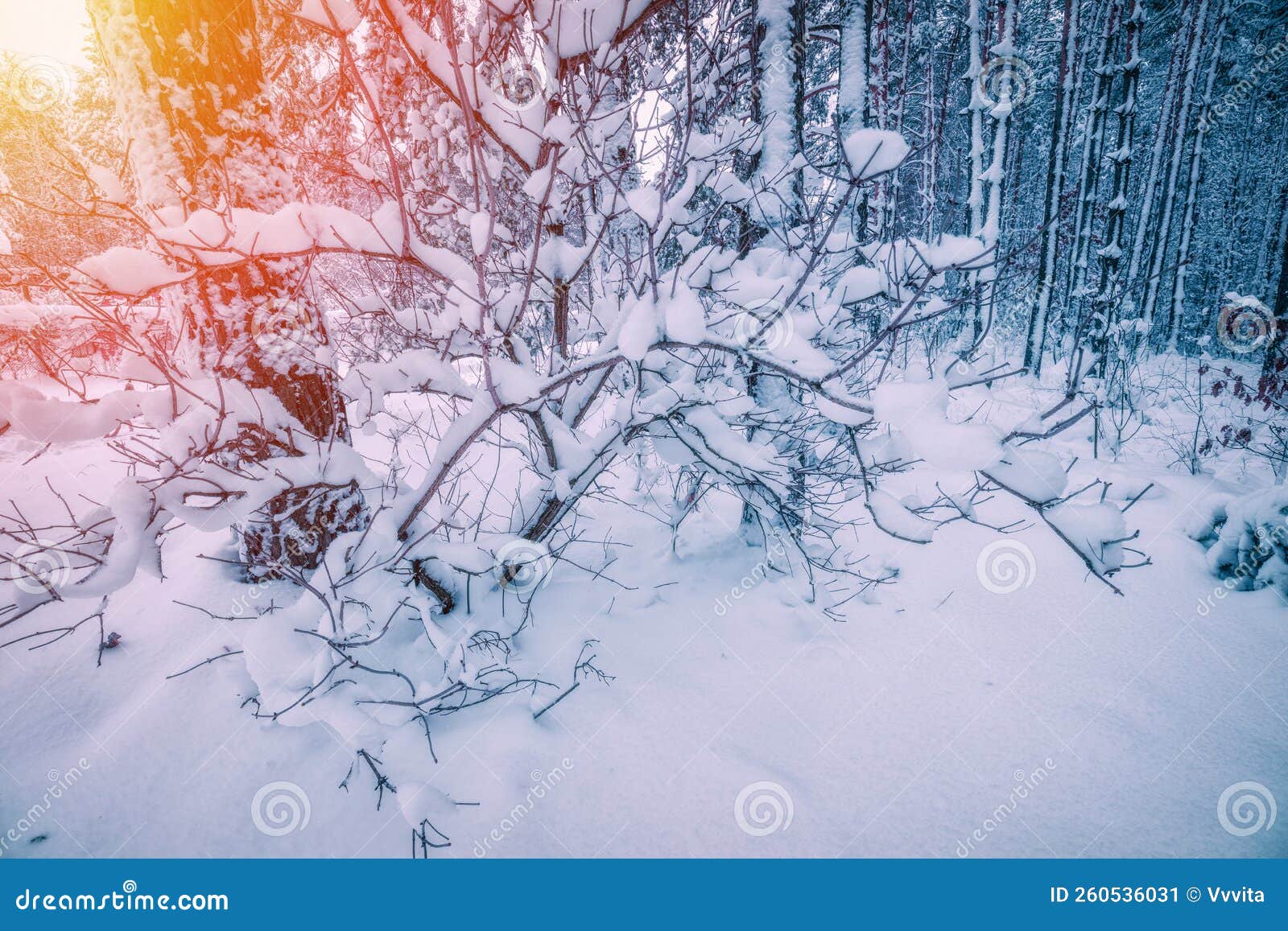 Snowy Forest in Winter after Snowfall Stock Image - Image of backdrop ...