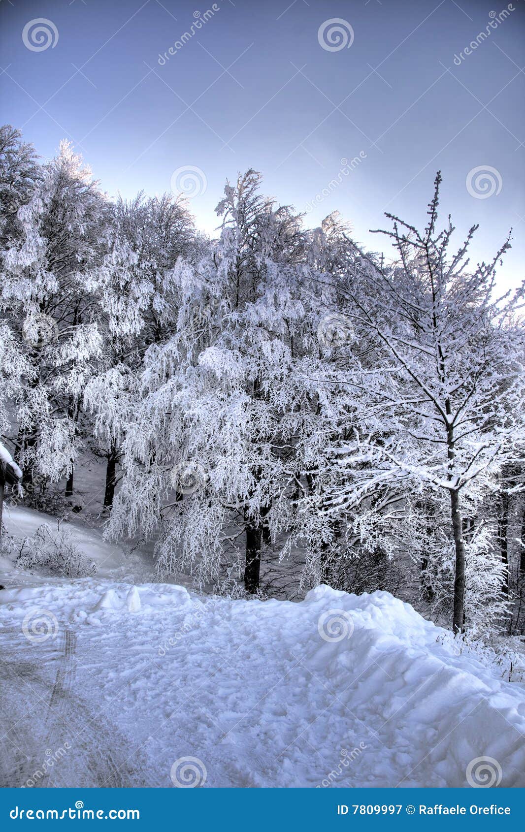 Snowy Forested Mountainside Stock Image - Image of tranquility ...