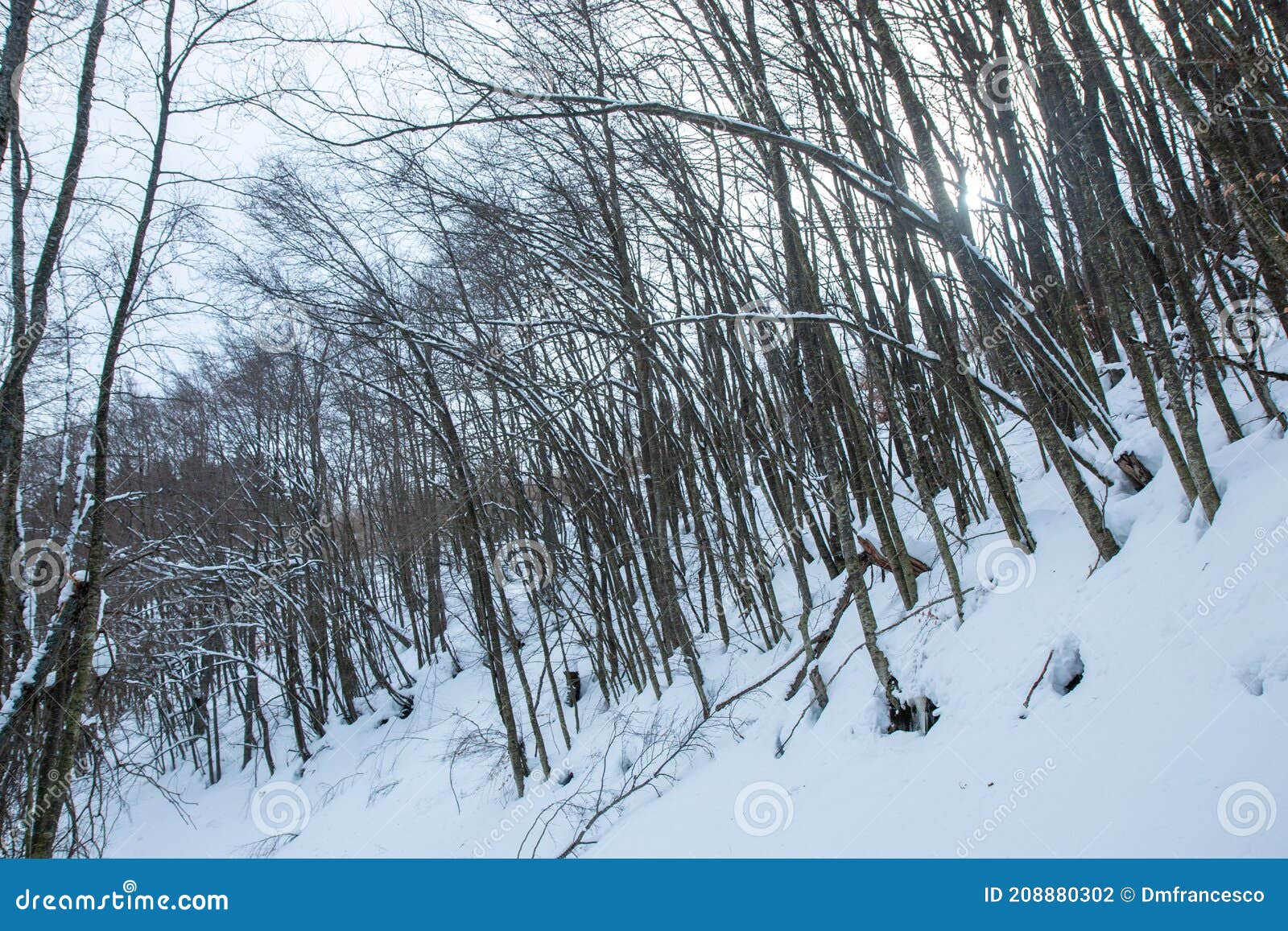 Snowy Forests in Winter Beech and Fir Trees Stock Photo - Image of ...