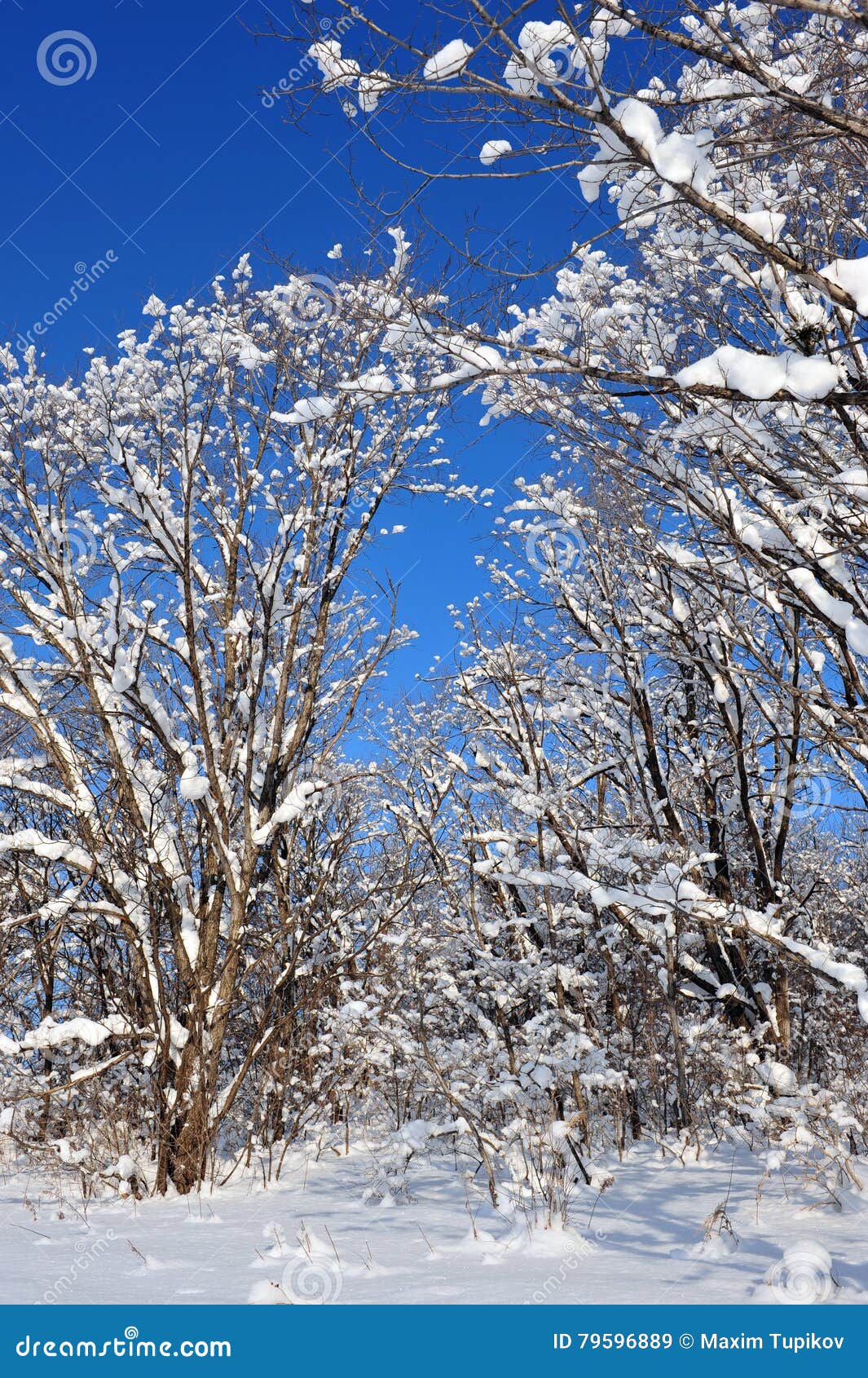 Snowy Freezing Forest Landscape Stock Image - Image of countryside ...