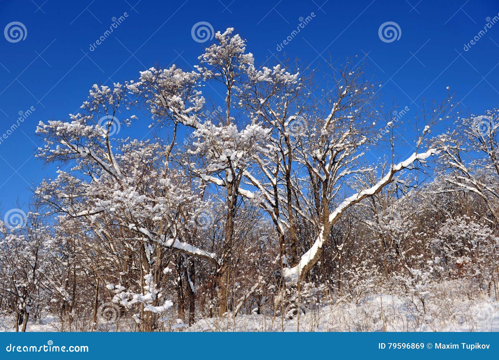 Snowy Freezing Forest Landscape Stock Image - Image of light, branches ...
