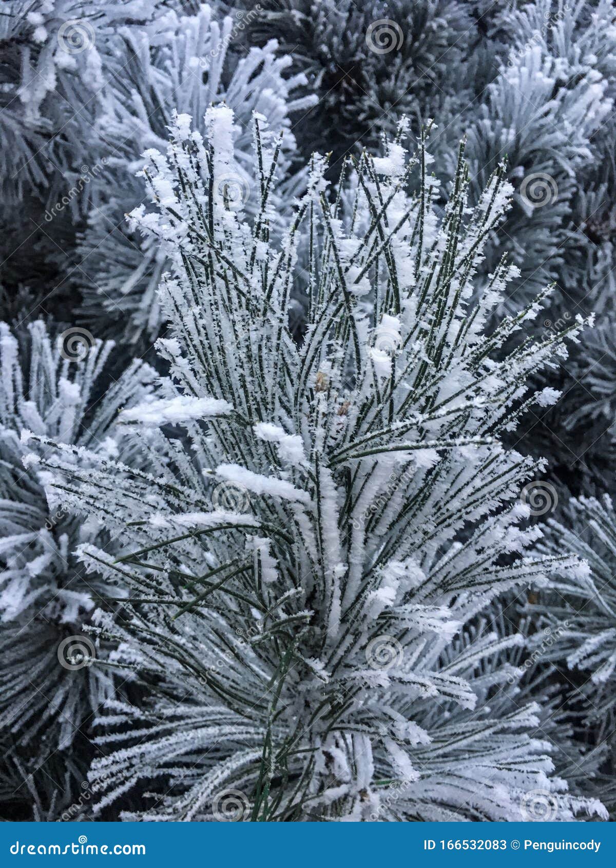 Snowy frozen tree stock image. Image of tree, winter - 166532083