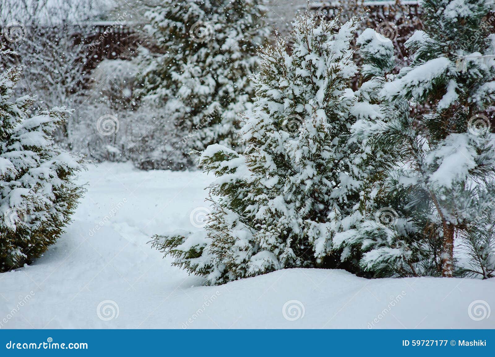 Snowy Garden View in Winter with Pine Trees Stock Image - Image of blue ...