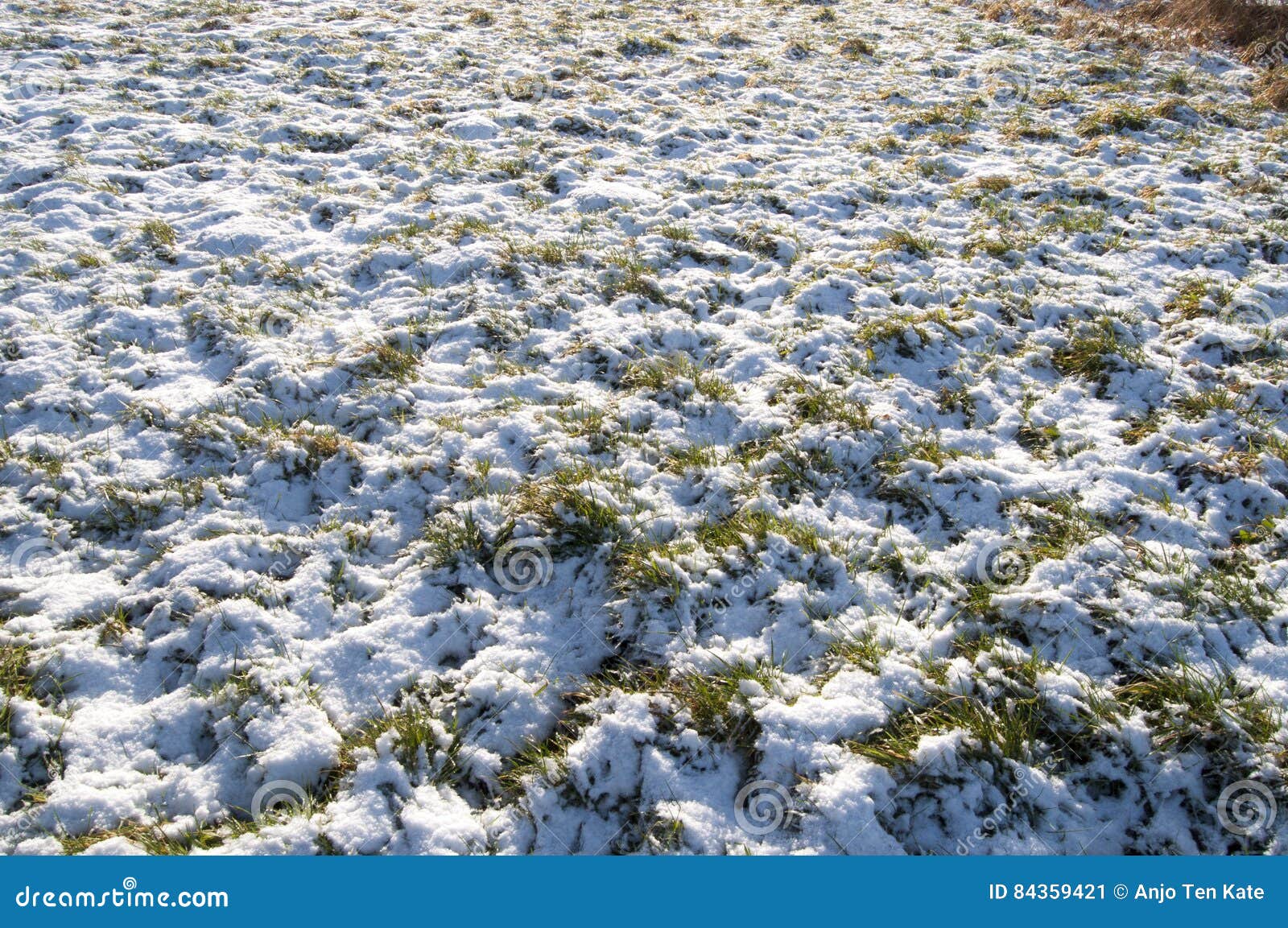 Snowy grass stock image. Image of snow, green, winter - 84359421