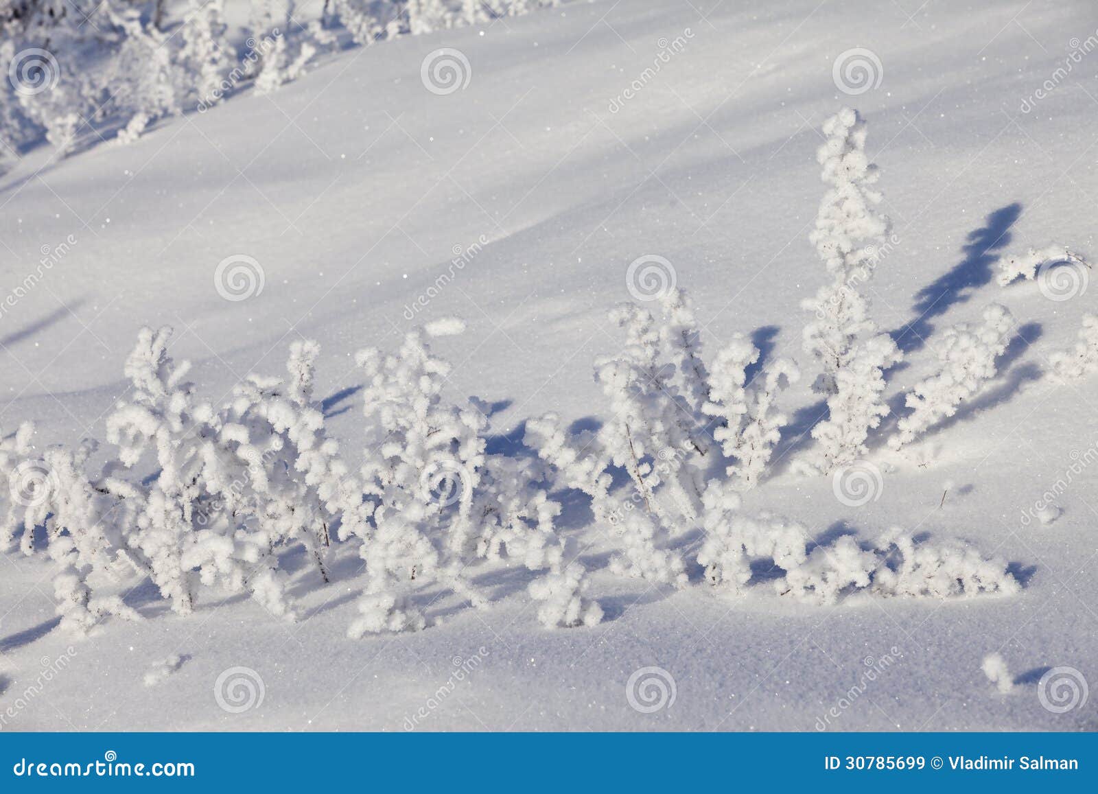 Snowy grass stock image. Image of white, snow, nature - 30785699