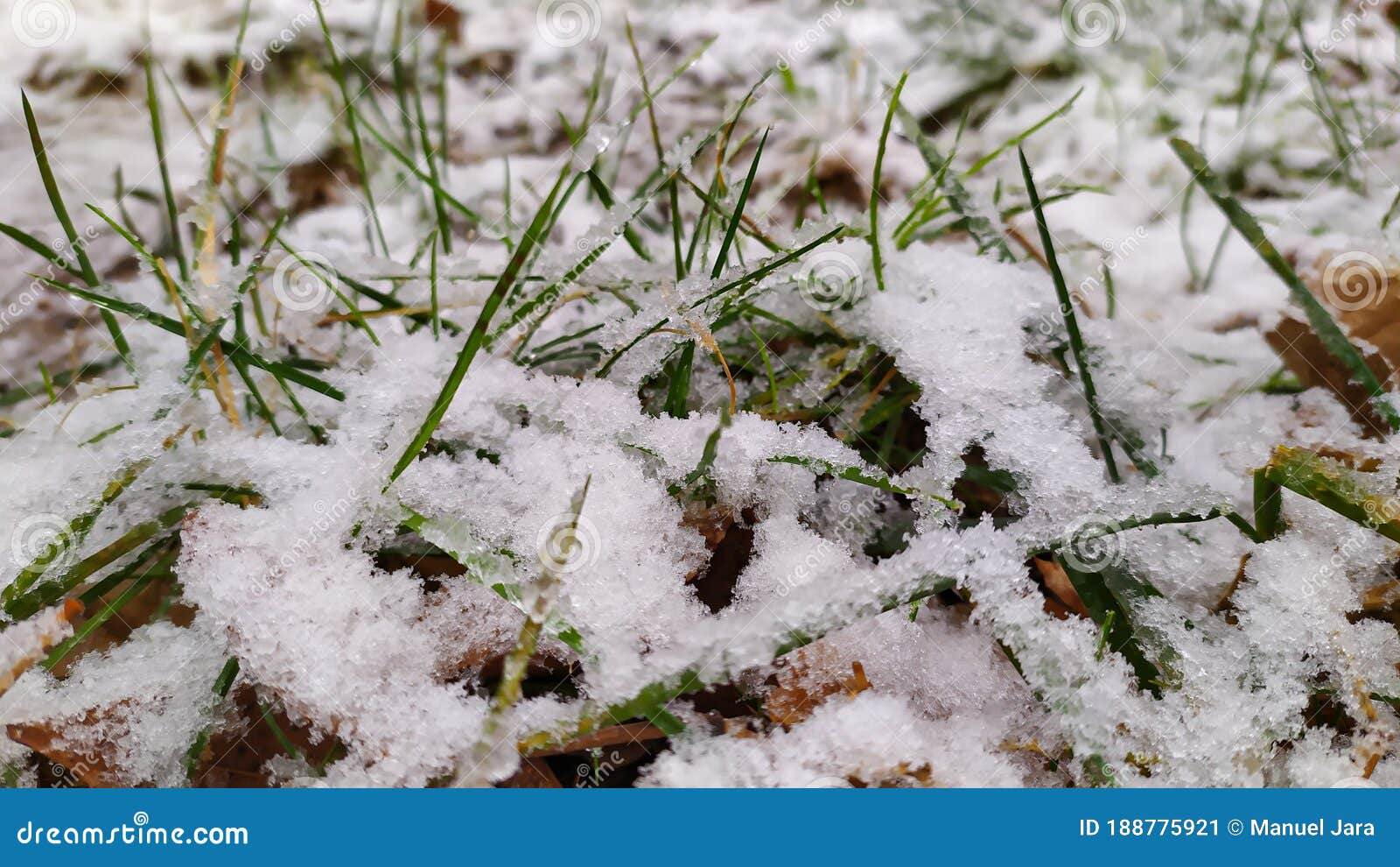 Snowy grass in the winter stock image. Image of grass - 188775921
