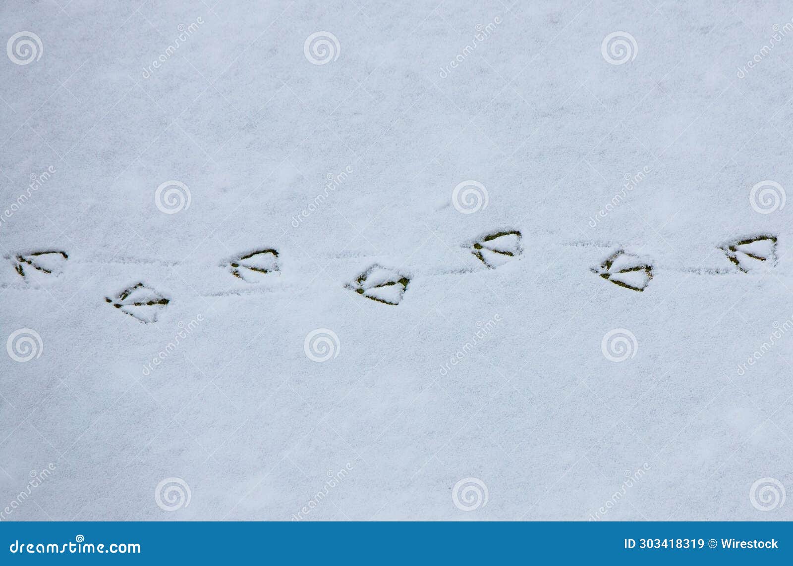 Snowy Ground with Goose Footprints on the Snow Stock Image - Image of ...