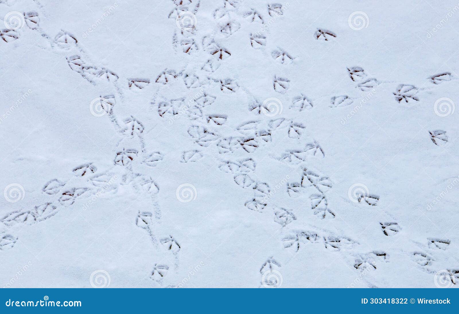 Snowy Ground with Goose Footprints on the Snow Stock Photo - Image of ...