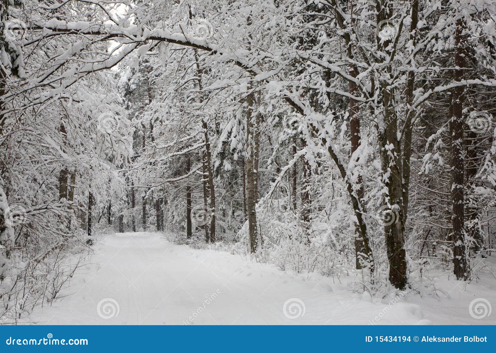 Snowy Ground Road Crossing Forest Stock Photo - Image of scenery, tree ...
