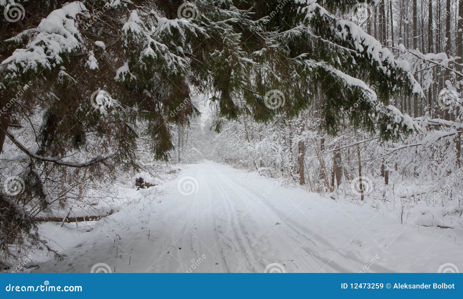 Snowy Ground Road Crossing Snowy Forest Stock Image - Image of season ...