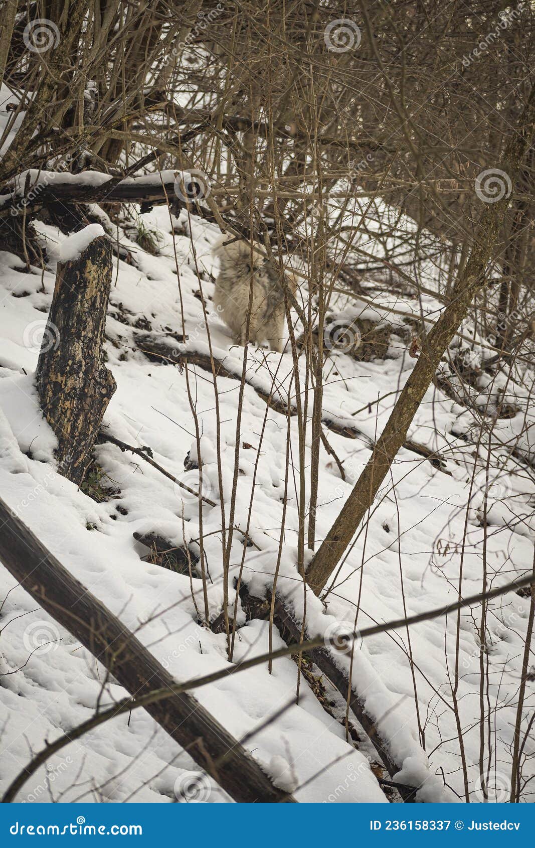Snowy grove on a hill stock image. Image of bare, outdoors - 236158337