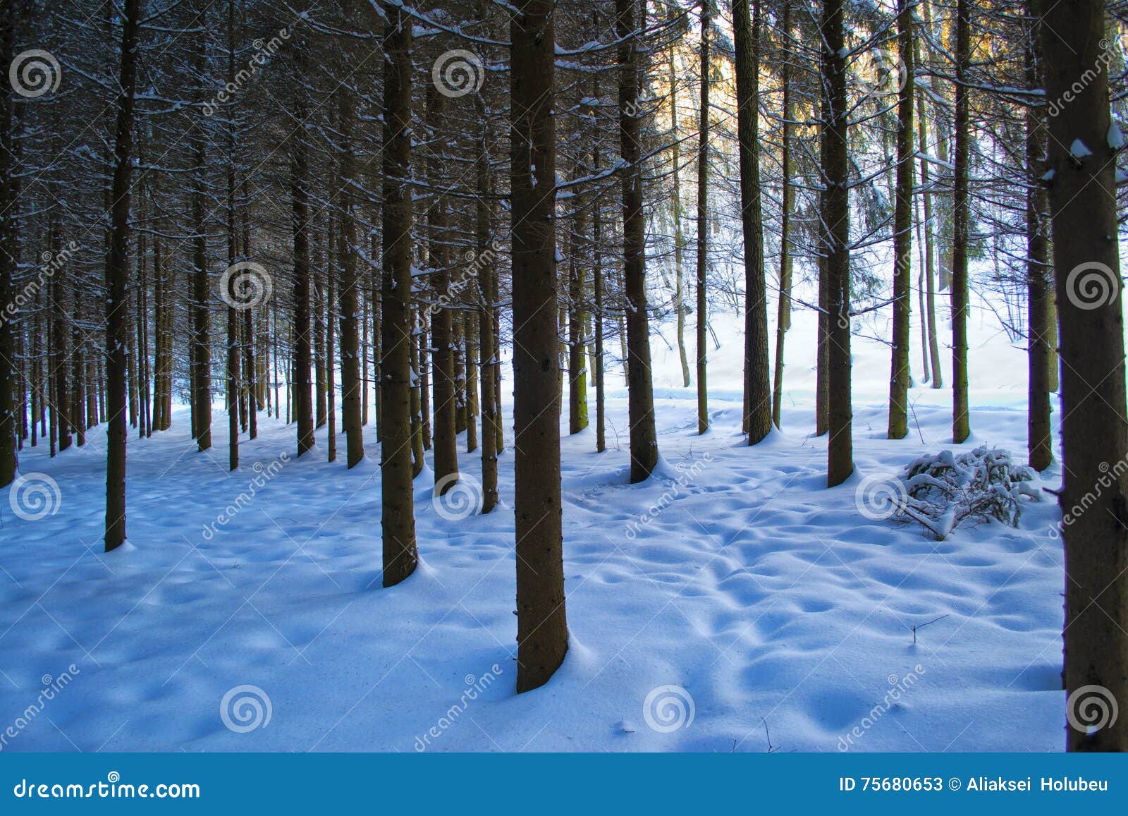 Snowy grove stock image. Image of hill, pine, snowy, white - 75680653