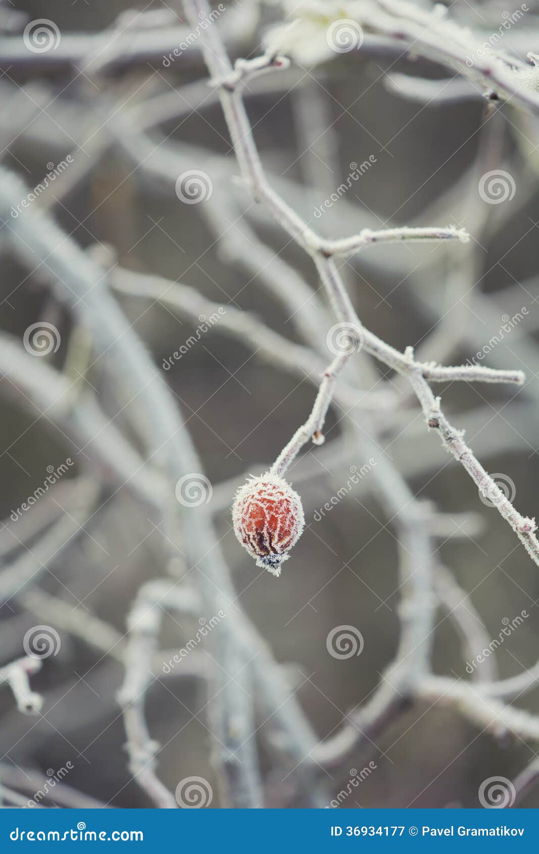 Snowy hawthorn tree stock image. Image of cold, beautiful - 36934177
