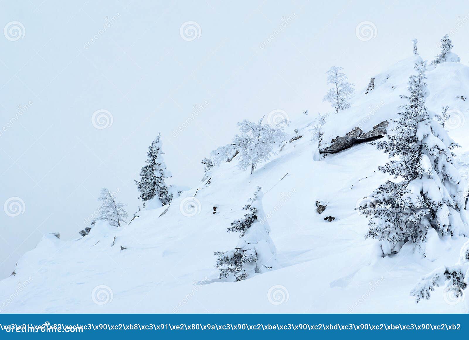 Snowy Hillside with Trees and Rocks Stock Photo - Image of highlands ...