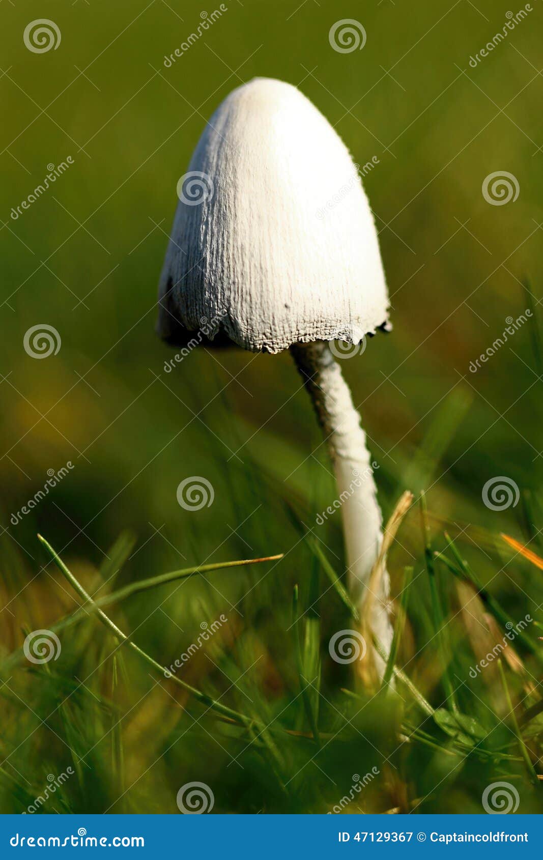 Snowy Inkcap, Coprinus Niveus Stock Image - Image of macro, plant: 47129367