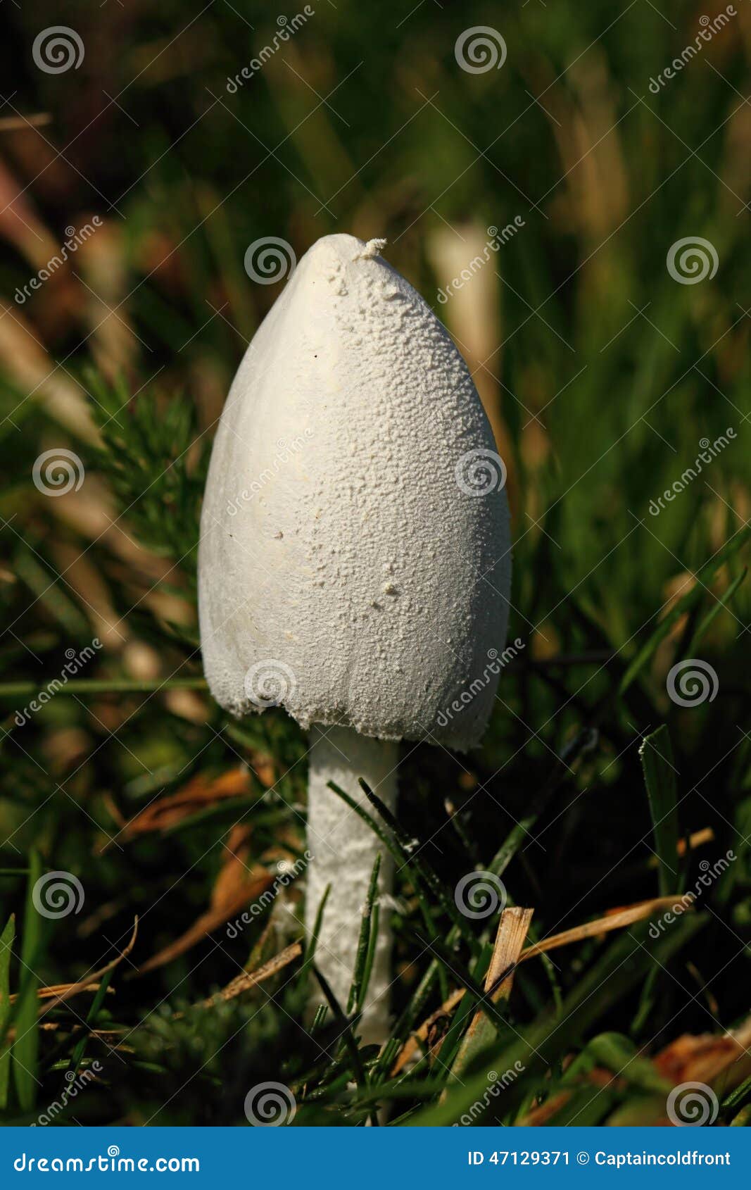 Coprinus Niveus Stock Photos - Free & Royalty-Free Stock Photos from ...