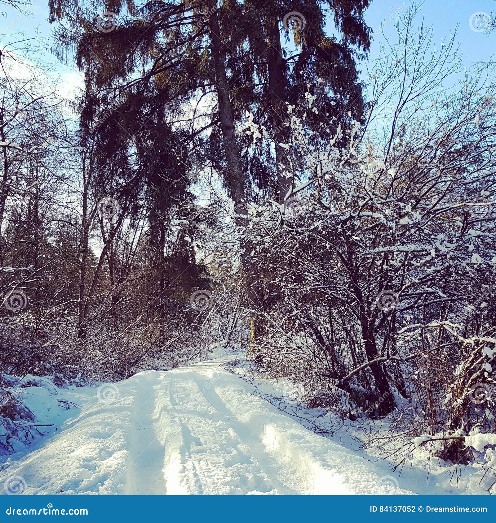 Snowy land stock photo. Image of trails, snowy, burnaby - 84137052