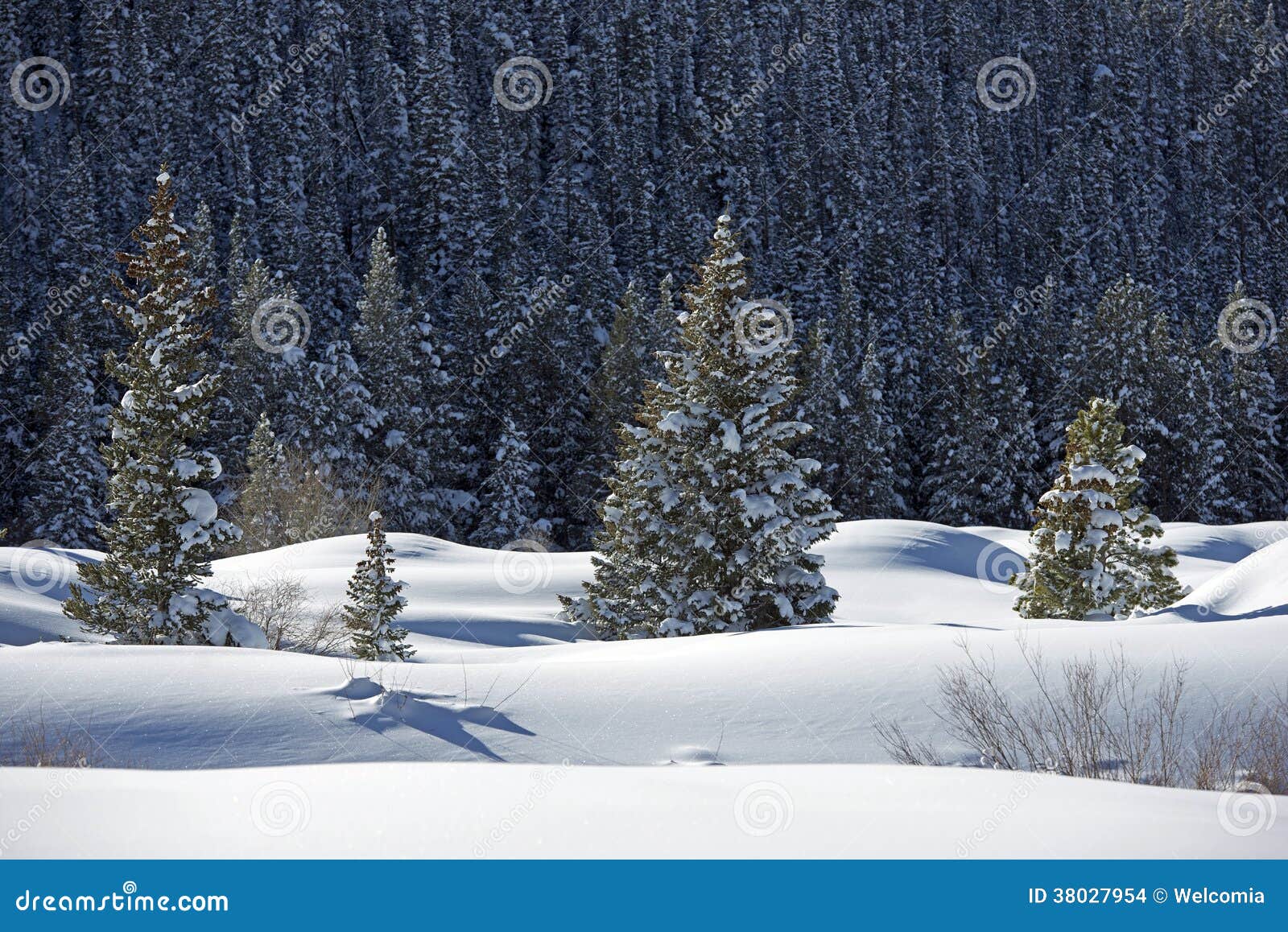Snowy Landscape Wilderness stock photo. Image of scenery - 38027954