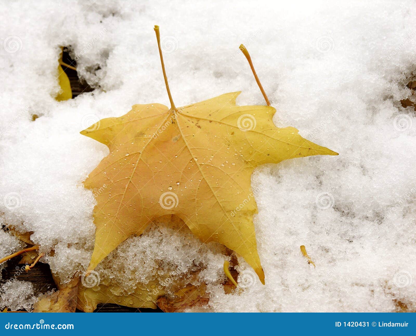 Snowy Leaf stock image. Image of leaf, ground, tree, autumn - 1420431
