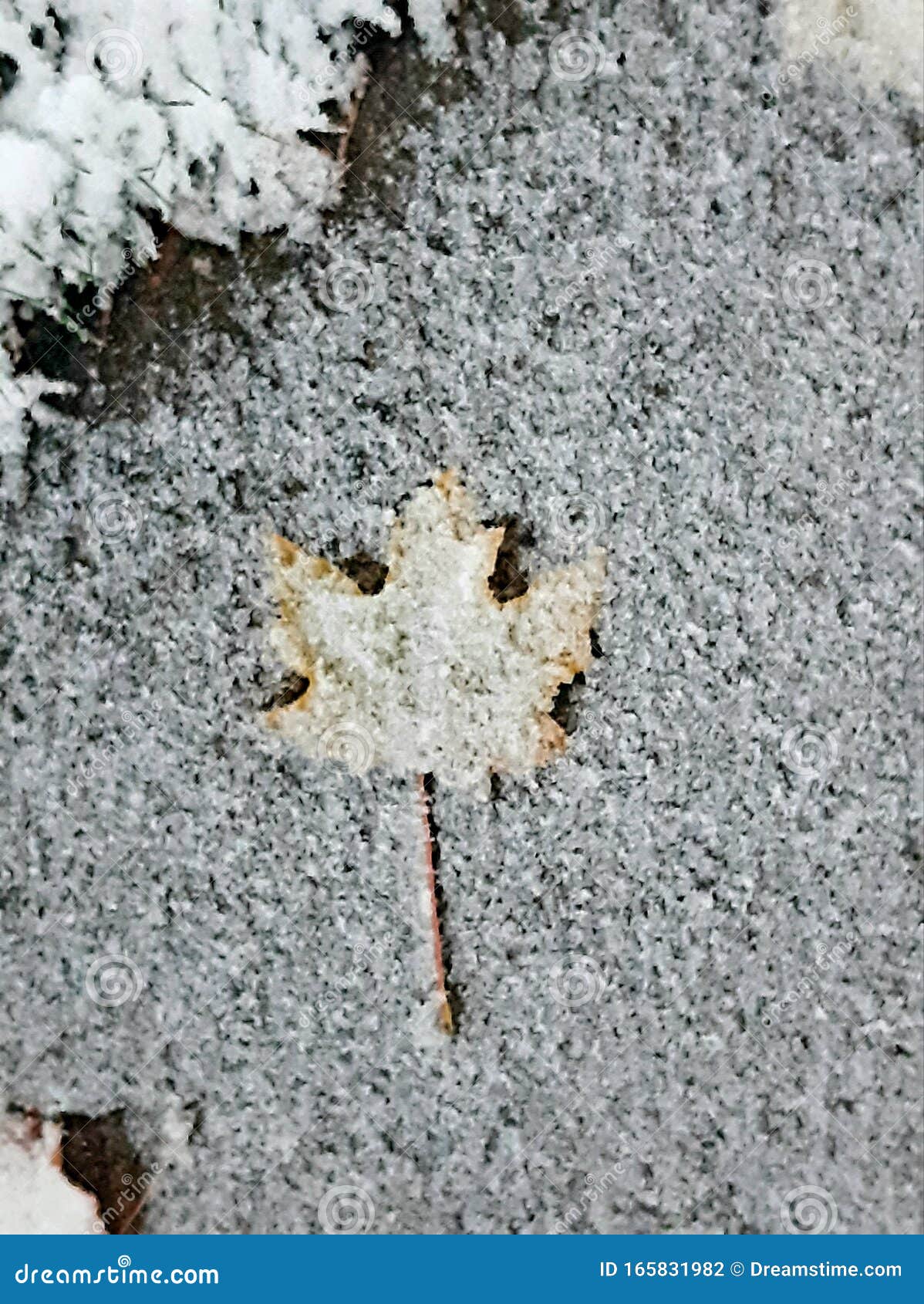 Snowy leaf on the ground stock photo. Image of cold - 165831982