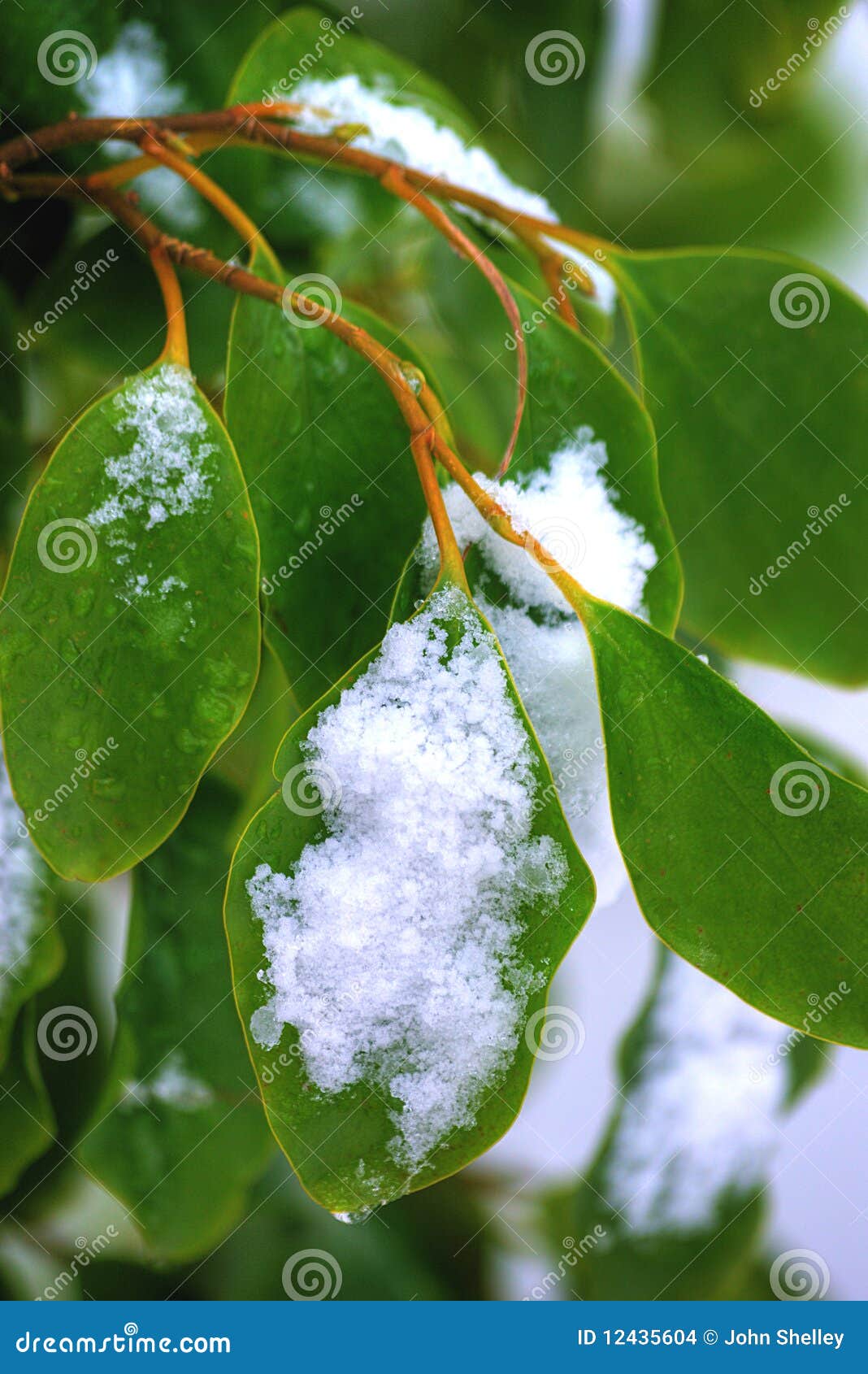 Snowy Leaves stock photo. Image of growing, flake, tree - 12435604