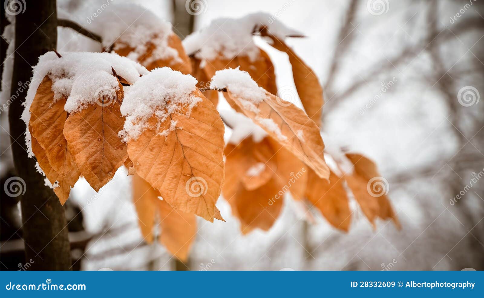 Snowy Leaves 2 stock image. Image of forest, leaf, macro - 28332609