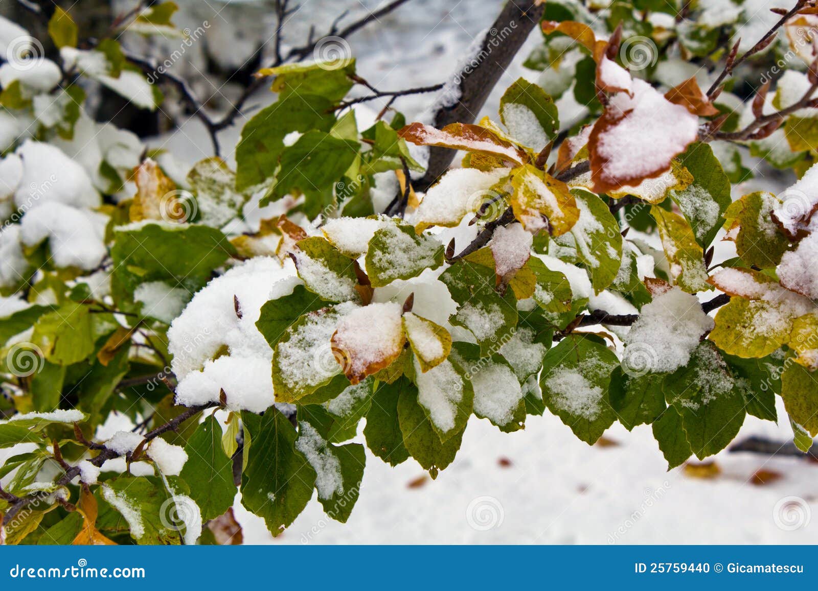 Snowy Leaves stock photo. Image of seasons, snow, weather - 25759440