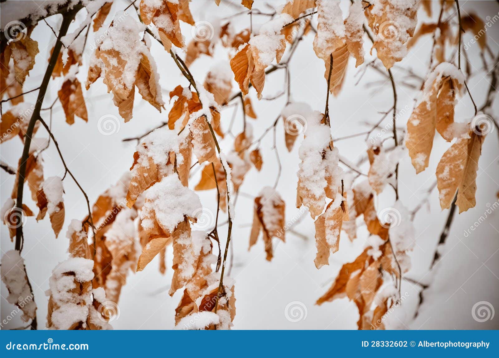 Snowy Leaves stock photo. Image of crystal, foliage, plant - 28332602