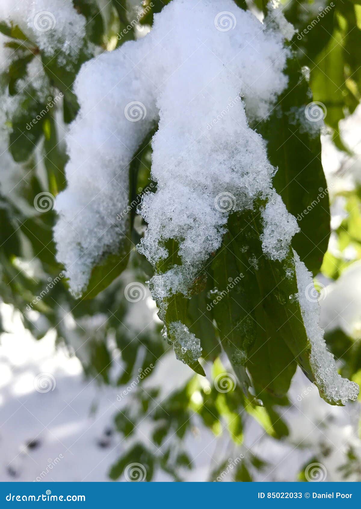 Snowy Leaves stock image. Image of cold, leaves, frozen - 85022033