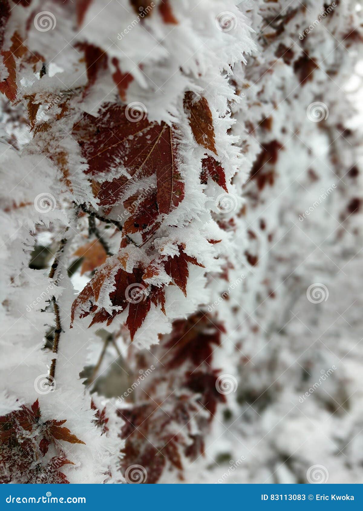 Snowy Leaves stock image. Image of leave, leaves, snow - 83113083