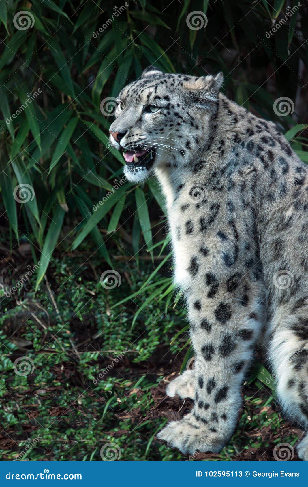 Snow Leopard Portrait in China Stock Image - Image of spotted, snow ...