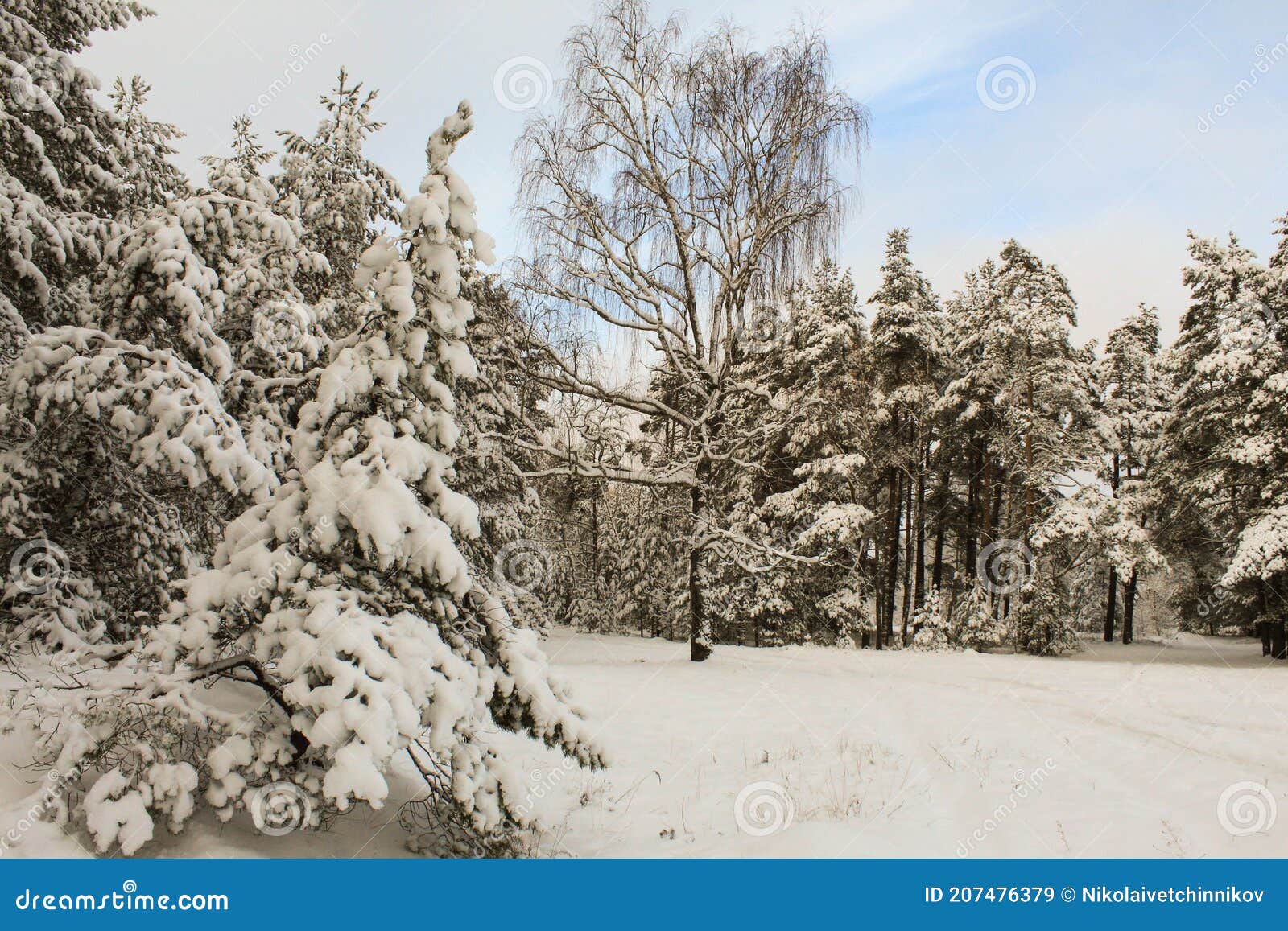 Snowy magical forest stock image. Image of snowy, tree - 207476379
