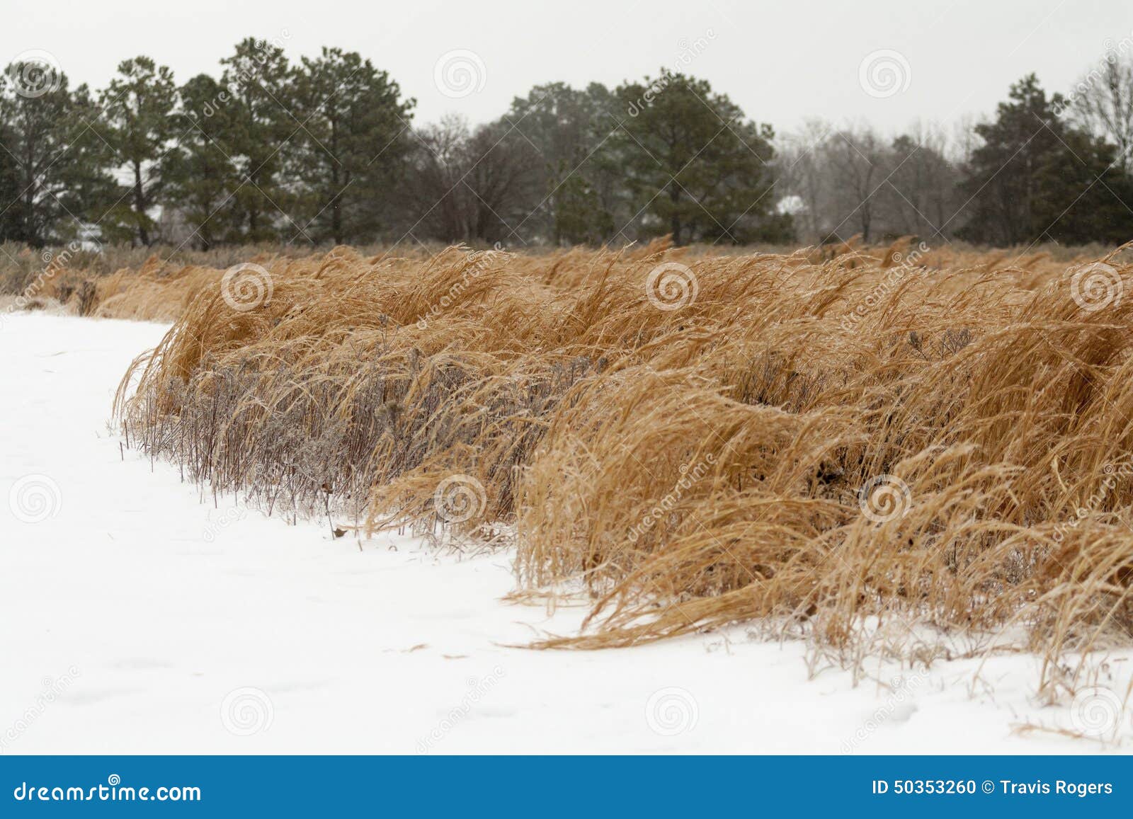 Snowy Meadow stock photo. Image of grass, january, frost - 50353260