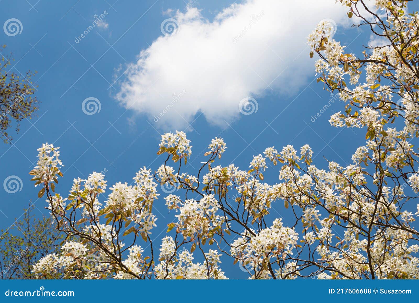 Snowy Mespilus Branches, Blooming in Spring, Blue Sky Background Stock ...