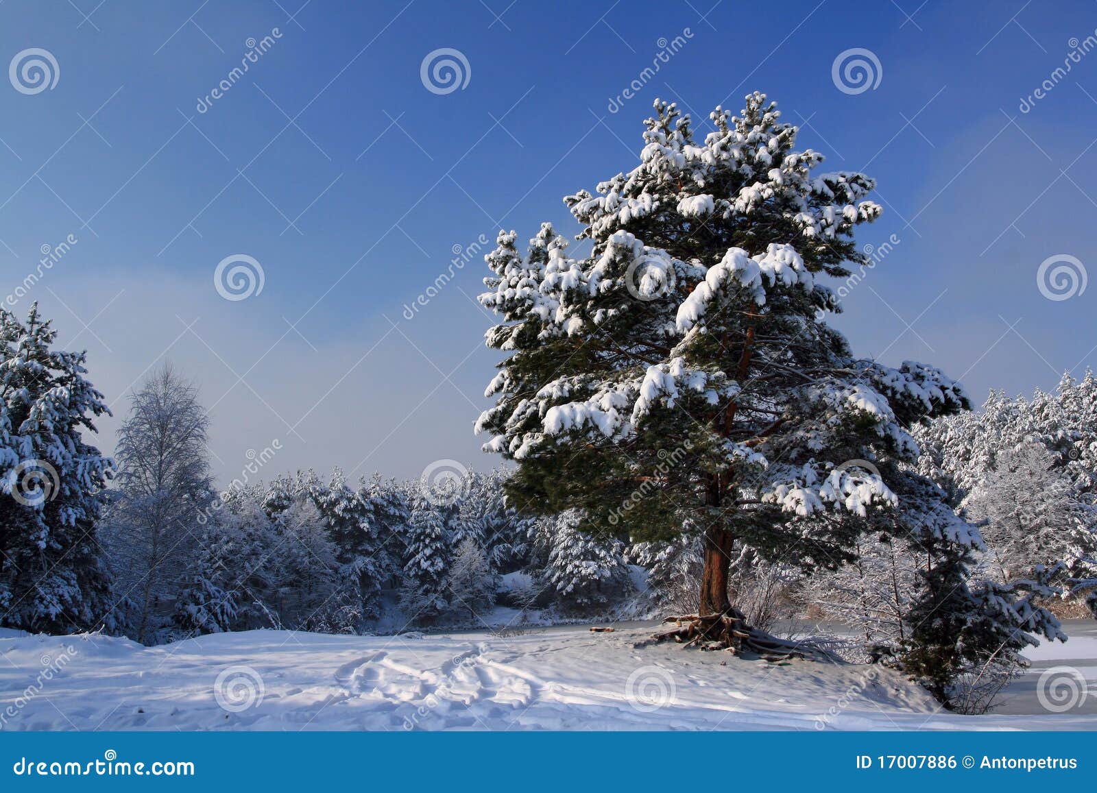 A snowy morning stock photo. Image of beauty, frozen - 17007886