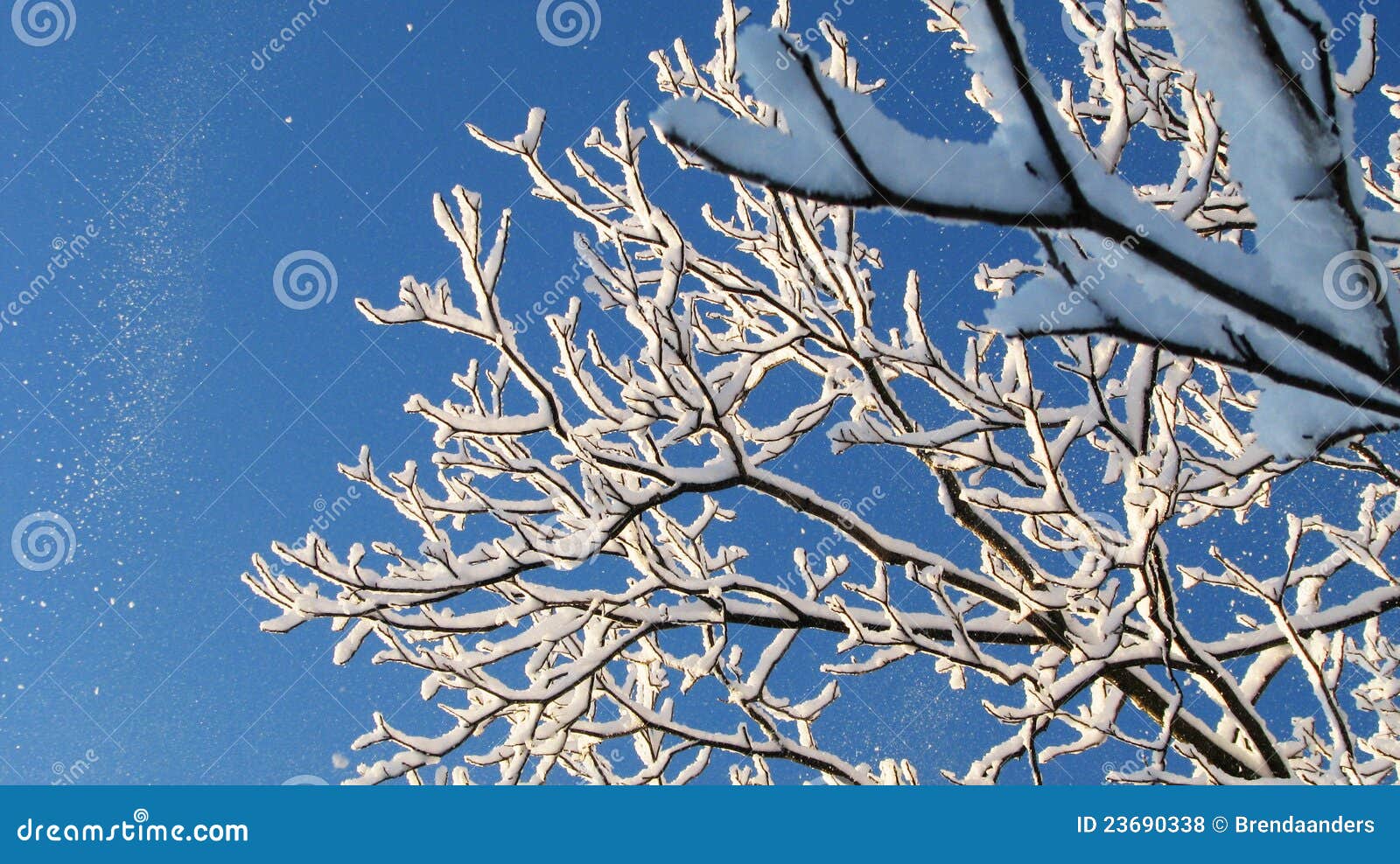 Snowy morning stock photo. Image of snowfall, tree, morning - 23690338
