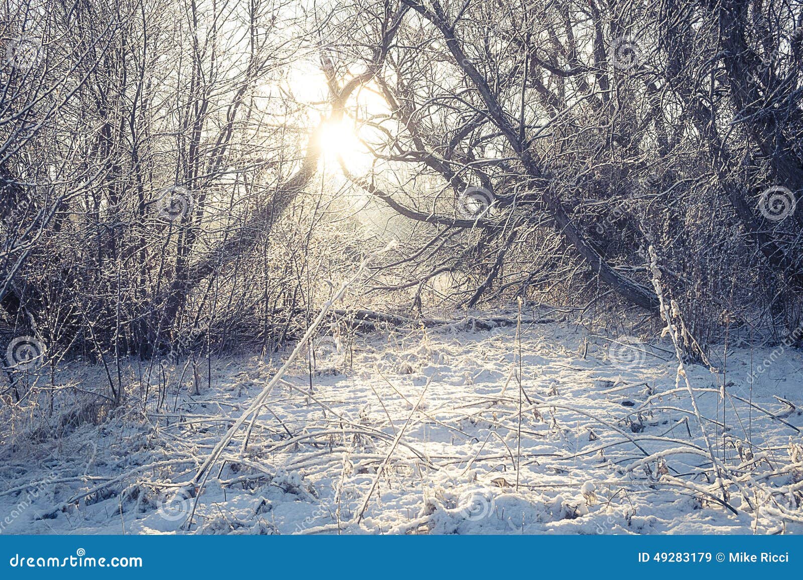 Snowy Morning Light stock image. Image of foliage, snowstorm - 49283179