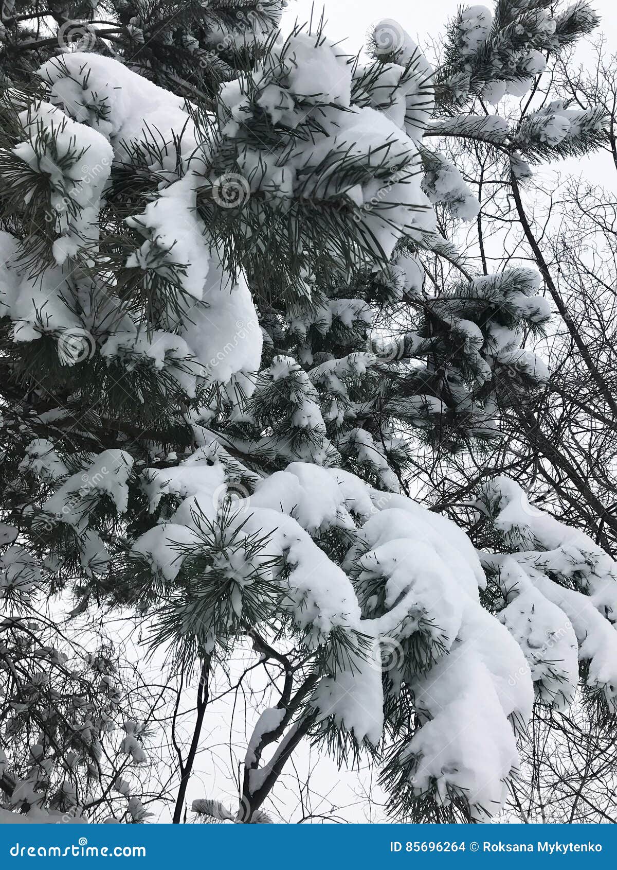 Snowy Morning in the Sun in the Winter Stock Photo - Image of dawn ...
