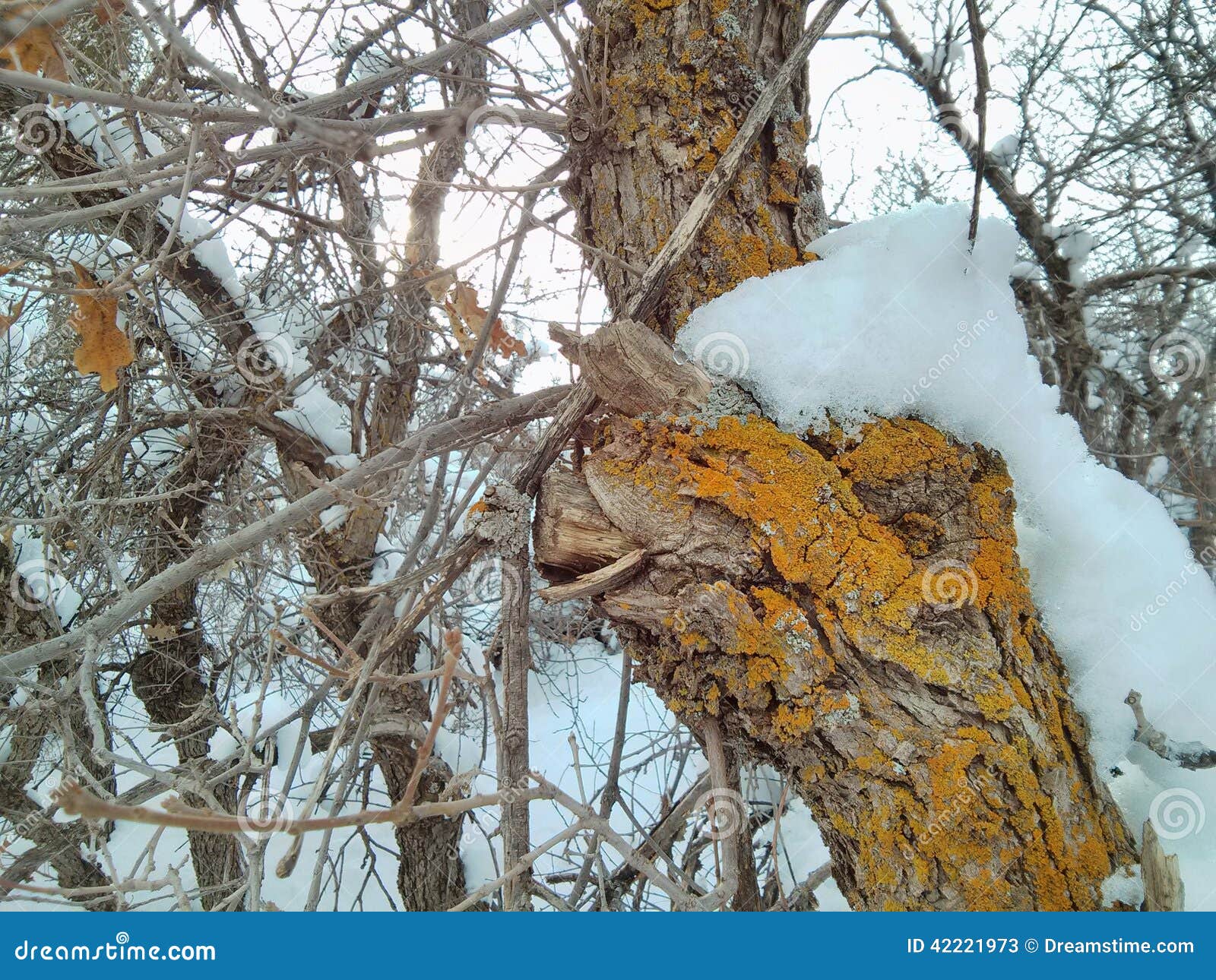 Snowy Moss stock image. Image of conquering, beautiful - 42221973
