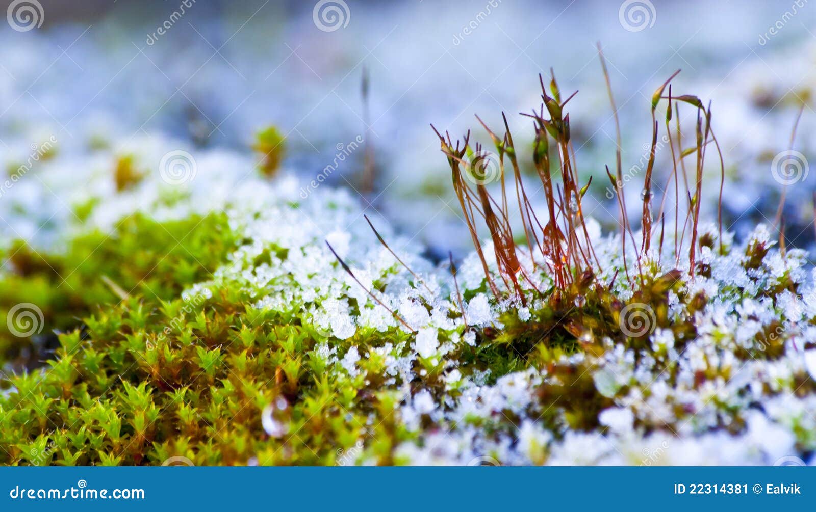 Snowy moss on the rock. stock image. Image of white, moss - 22314381