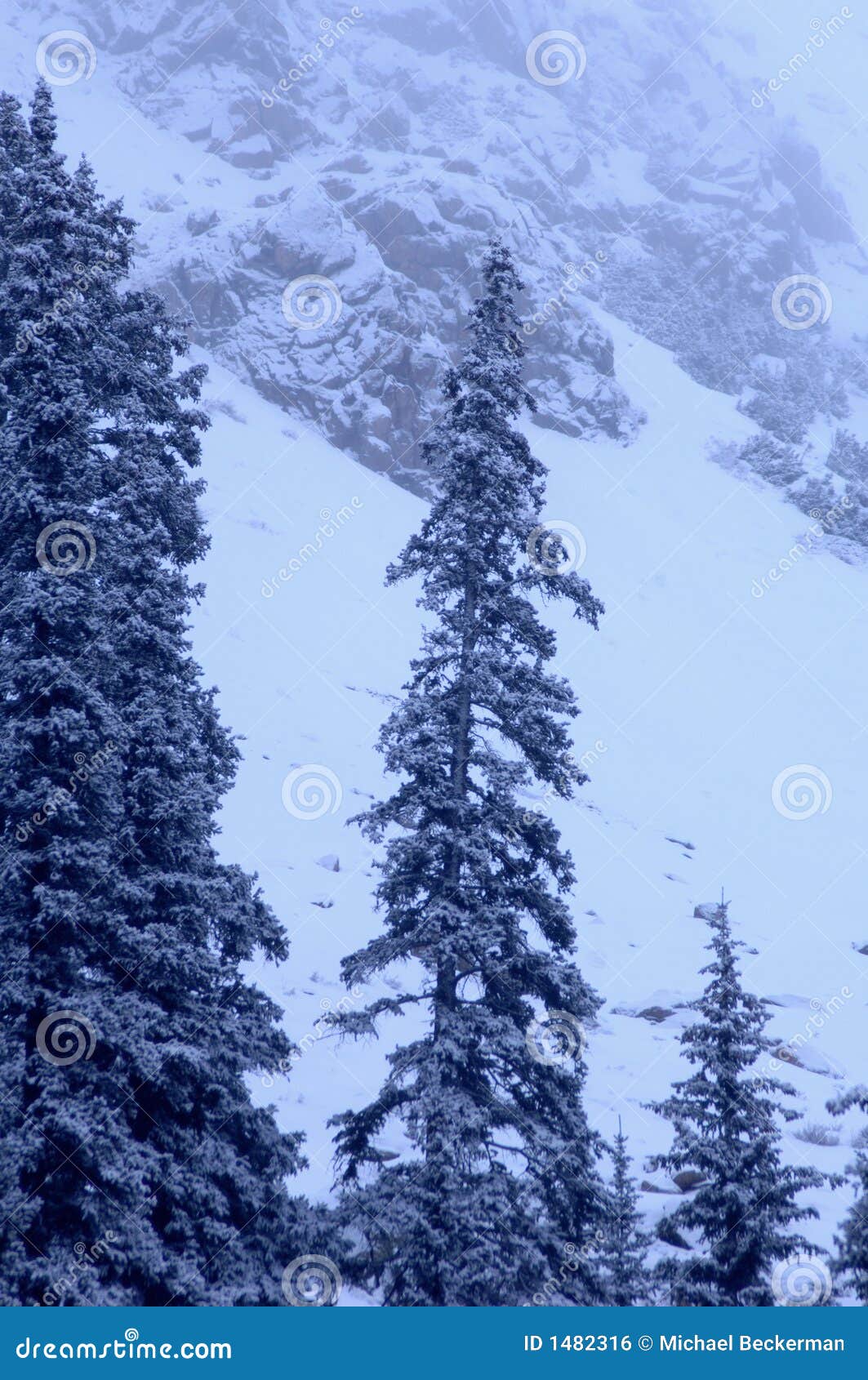 101 Arctic Treeline Stock Photos - Free & Royalty-Free Stock Photos ...