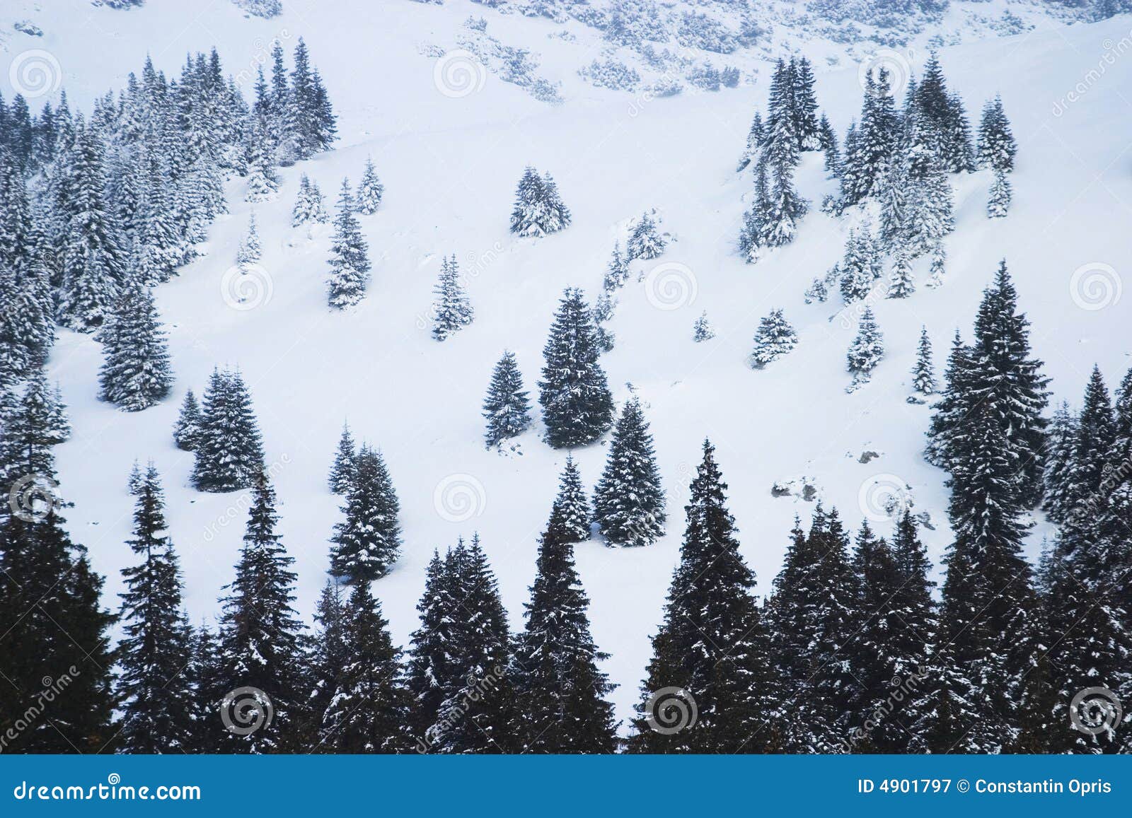 Snowy mountain forest stock image. Image of mountain, landscape - 4901797