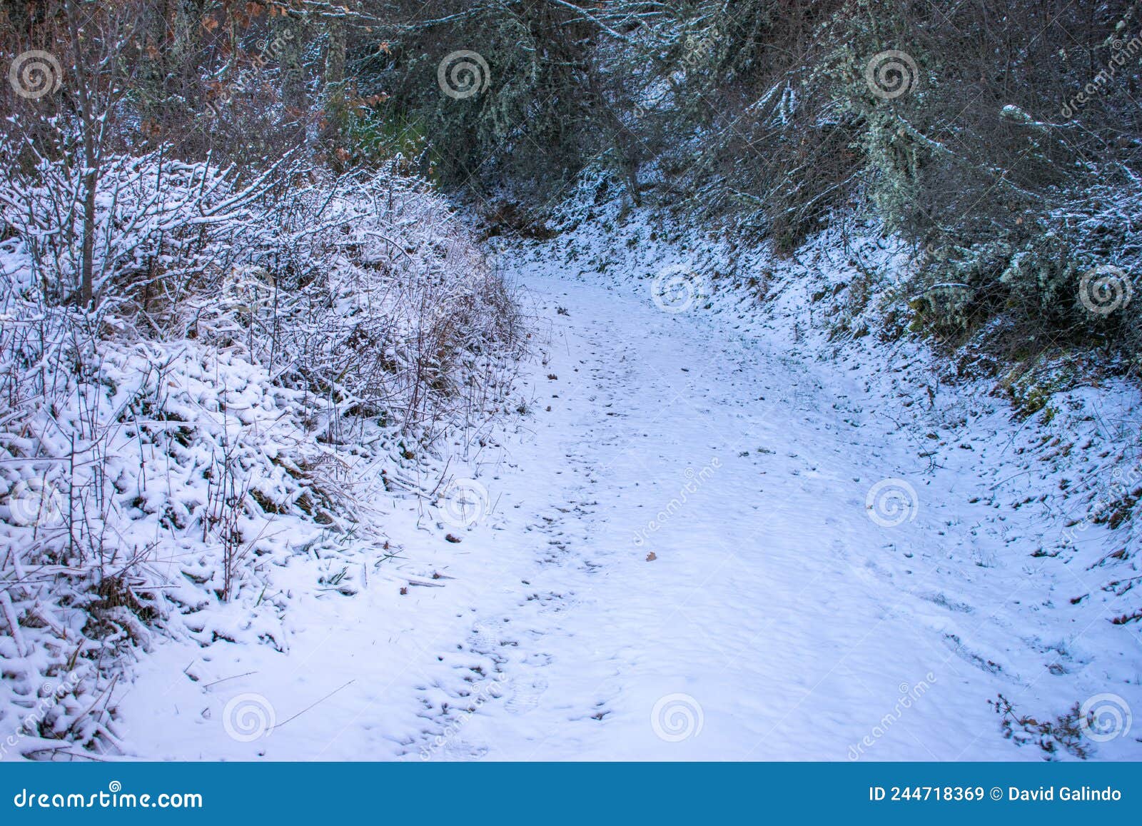 Snowy Mountain Path in Winter with Vegetation Stock Image - Image of ...