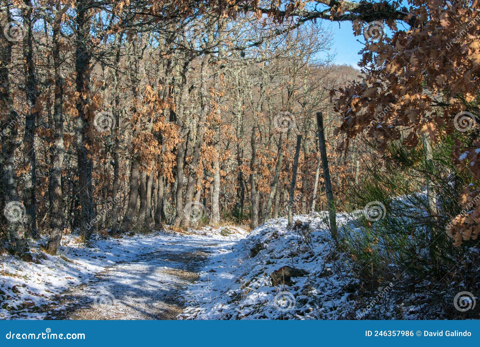 Snowy Mountain Path in Winter with Vegetation Stock Photo - Image of ...
