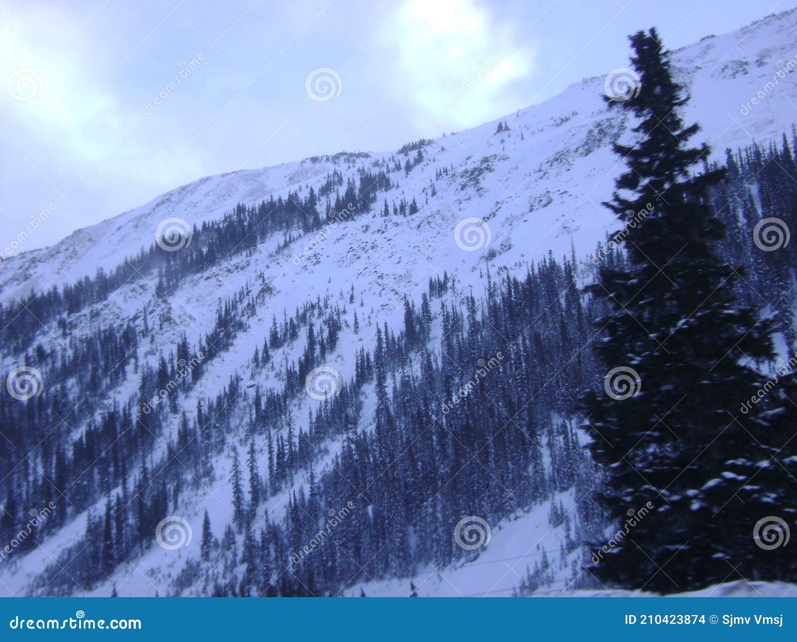 Snowy Mountain with Pine Trees Stock Photo - Image of pine, ridge ...