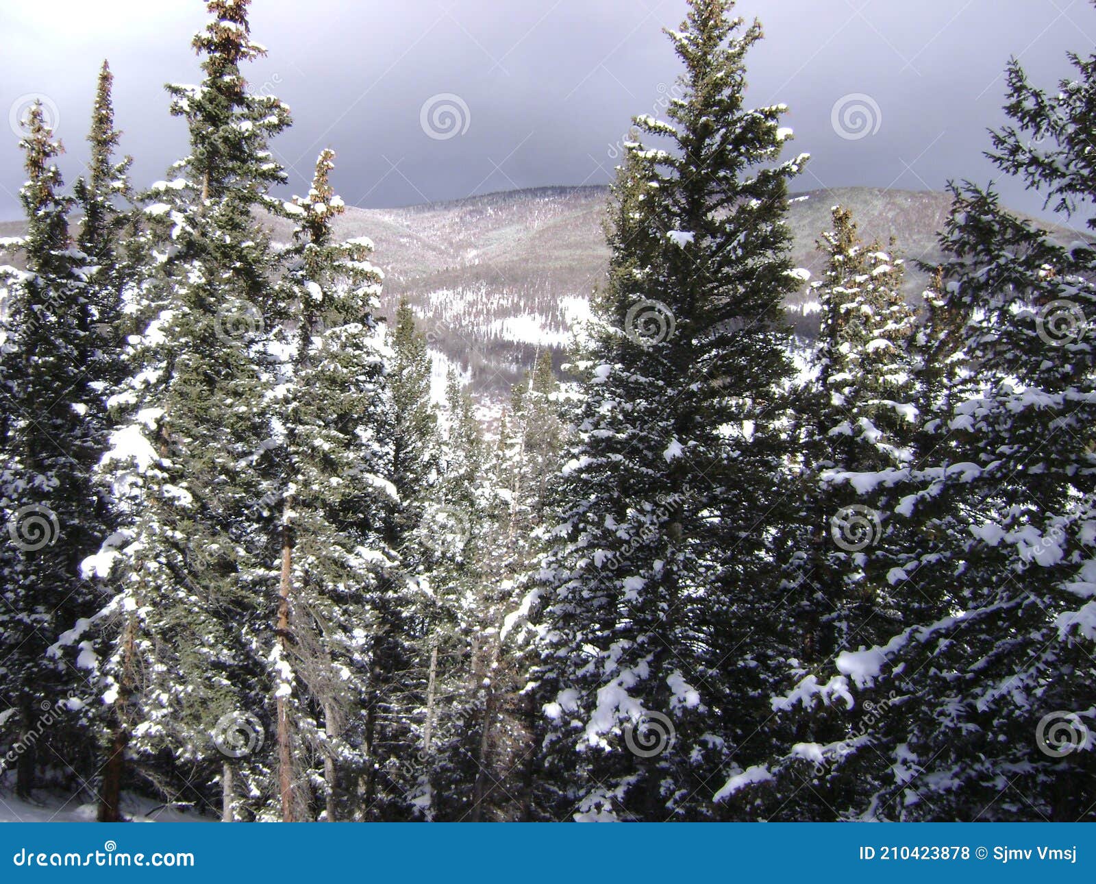 Snowy Mountain with Pine Trees Stock Photo - Image of ridge, branch ...