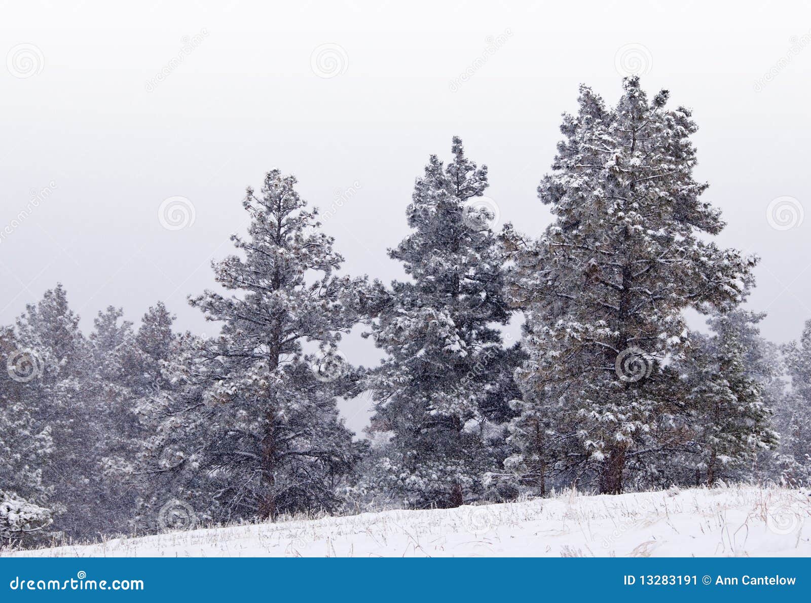 Snowy Mountain Pines on a Hillside Stock Image - Image of chilly, hill ...